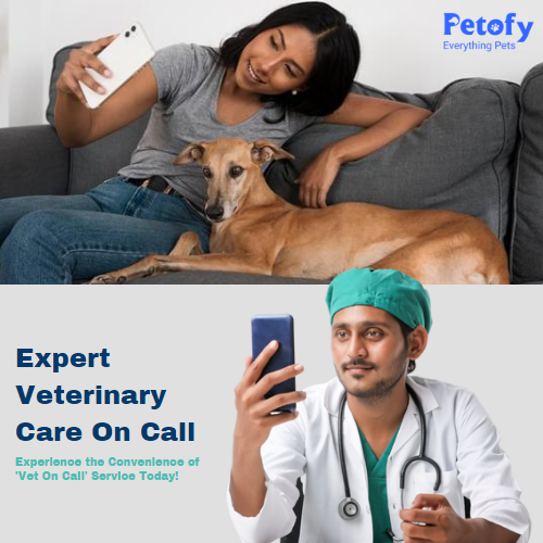 Online Vet on Call Video & Audio Consultation - Petofy